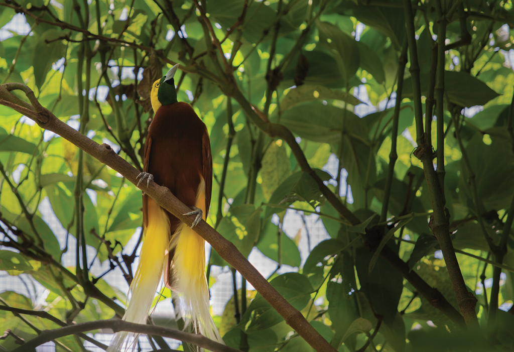 Transforming Papua New Guinea into a Force of Nature | Inside PNG