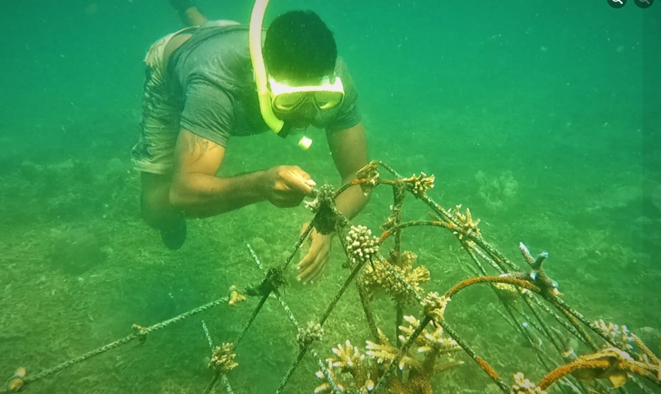 Hiri Coral PNG: Reviving Reefs and Inspiring Conservation
